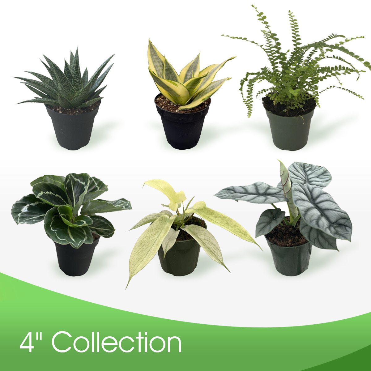 Collections – Deroose Plants USA