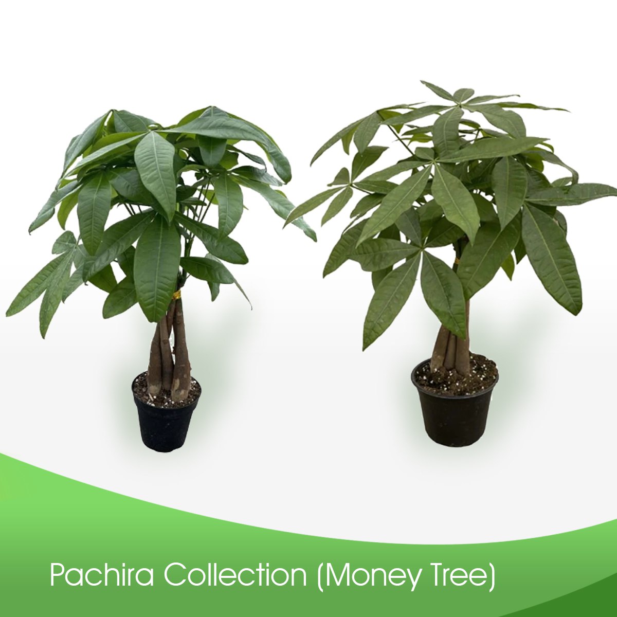 Pachira – Deroose Plants USA
