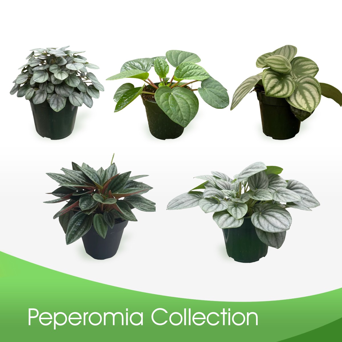 Peperomia – Deroose Plants USA